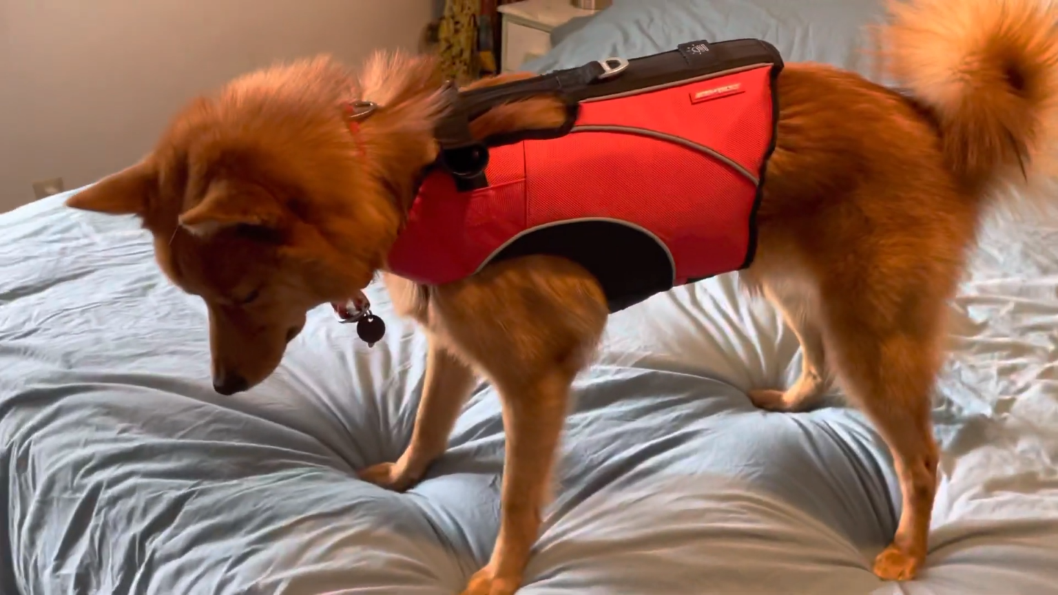 Paddle Board With Your Dog The Right Way | Full Guide + Pre-Check List